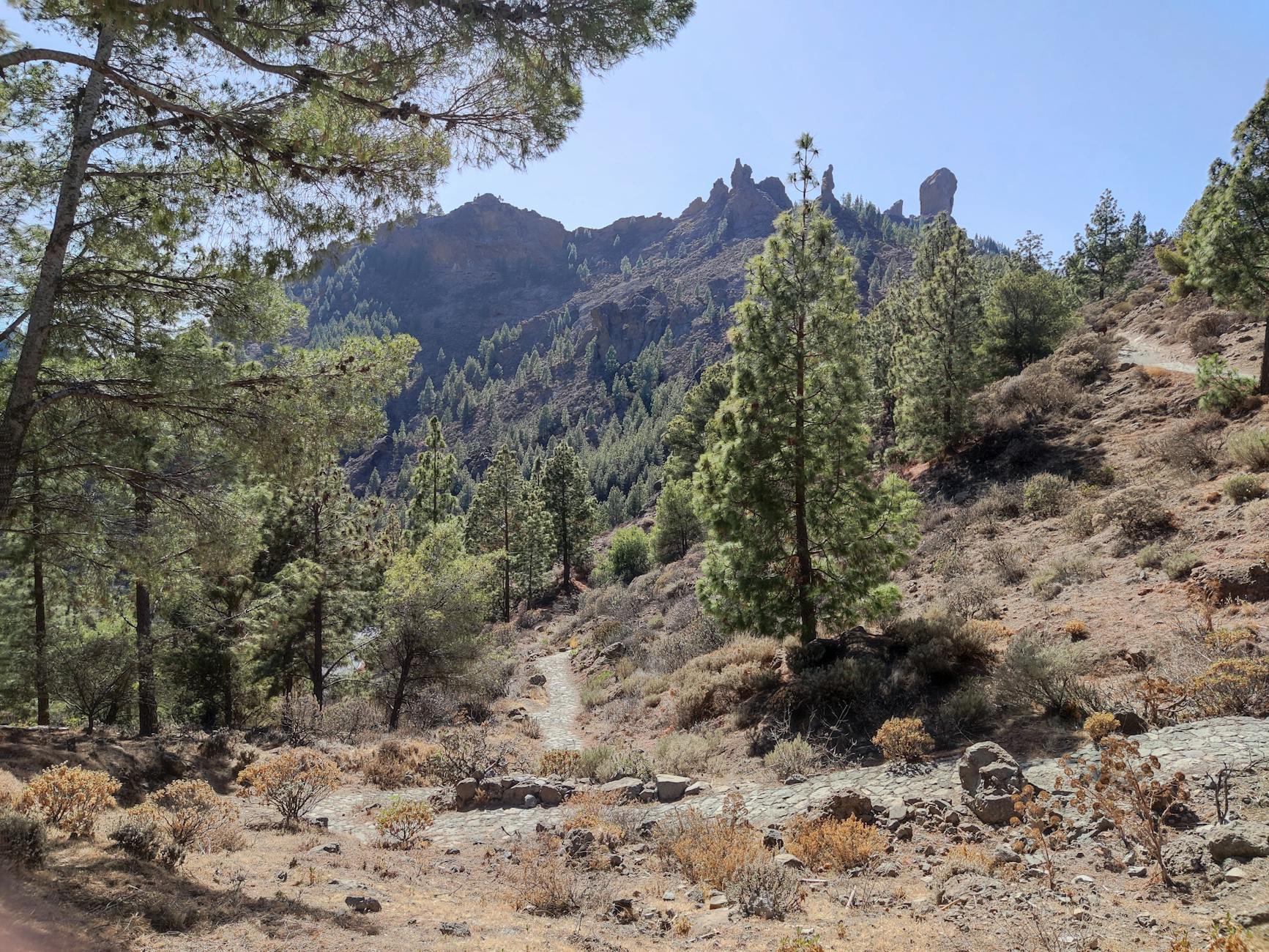 Pine tree lined trail through rocky landscape in Gran Canaria