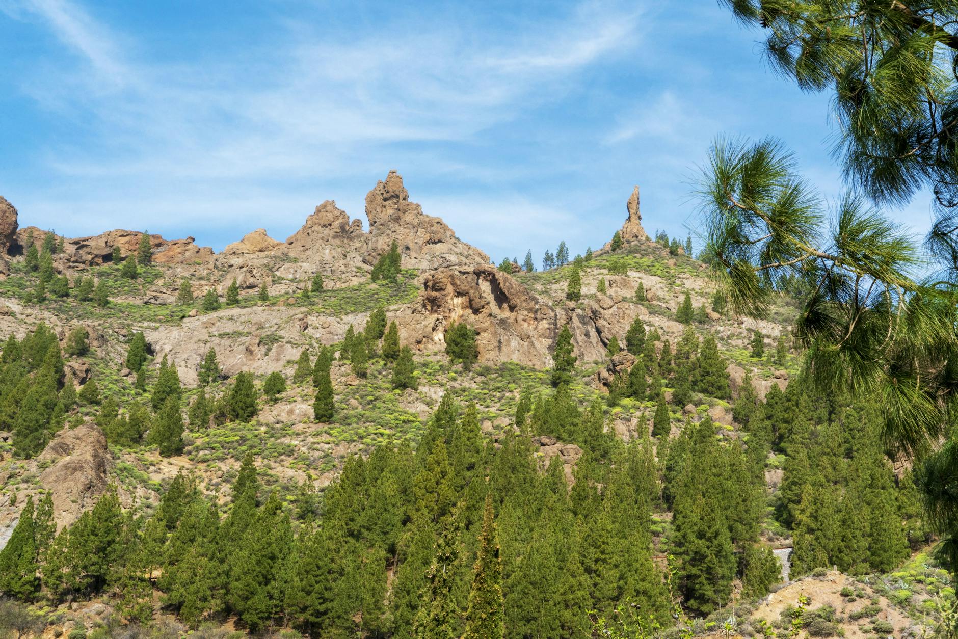 Pine trees and rock formations in Gran Canaria mountain landscape