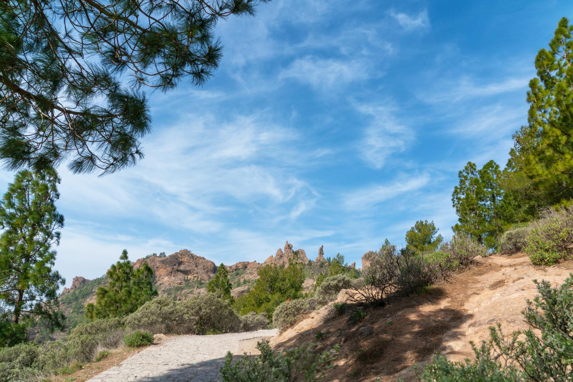 Rocky path with green trees in Gran Canaria mountain landscape