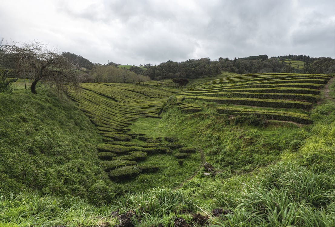 Lush green terraced tea plantations on a cloudy day in the Azores