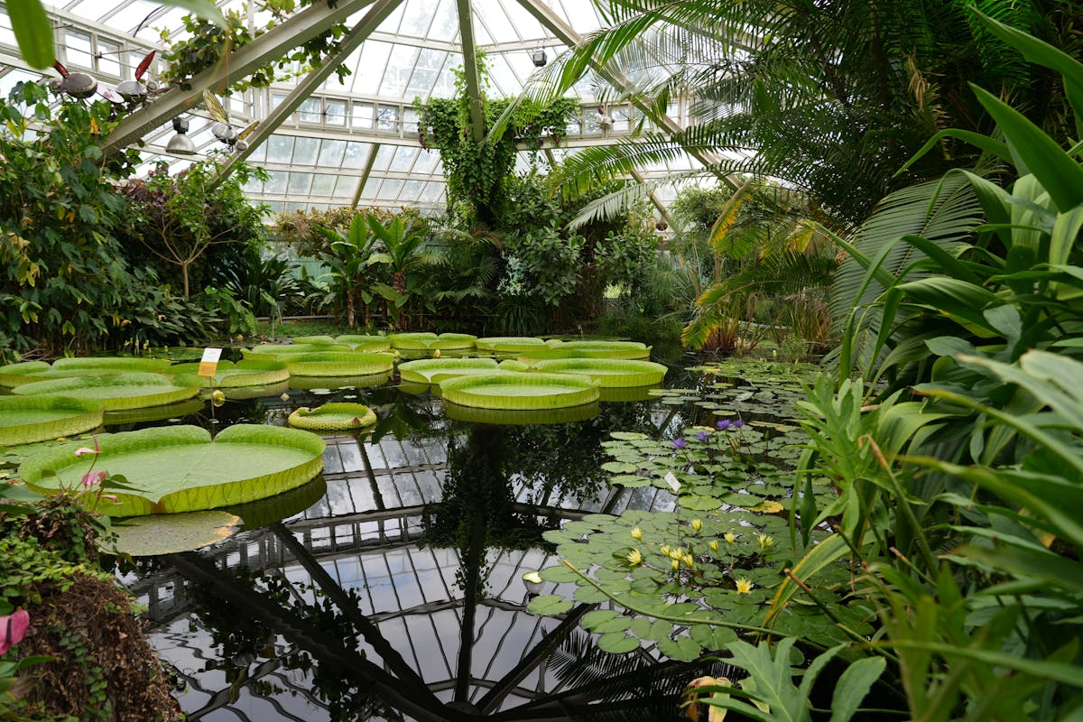 Inside a tropical greenhouse with water lilies and lush greenery