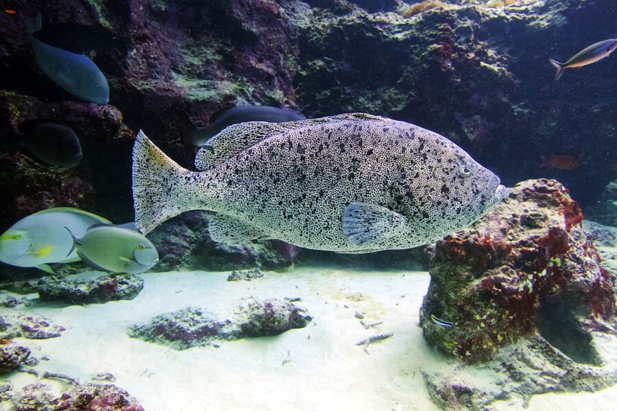 Close-up of a large spotted grouper in clear underwater setting