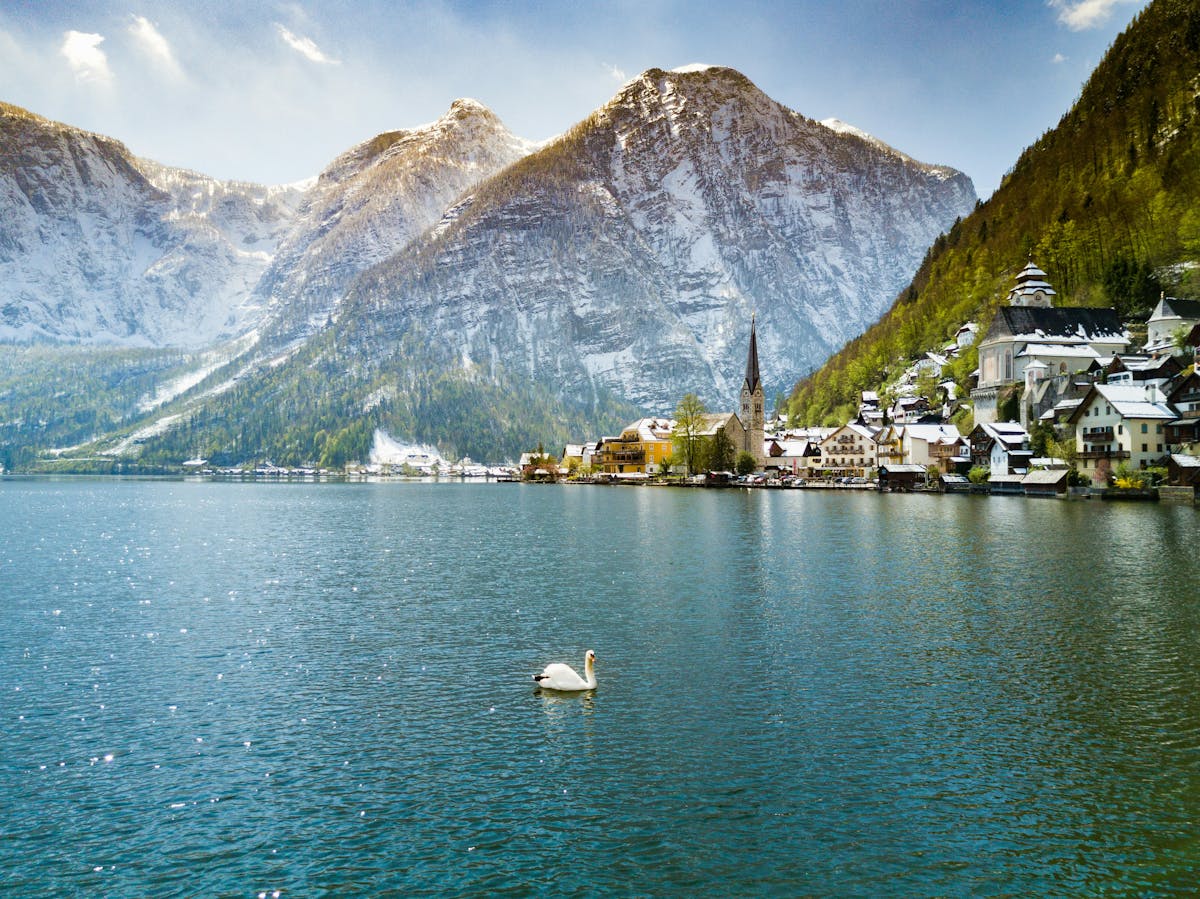 Swan on lake with Hallstatt village and mountains in background Austria