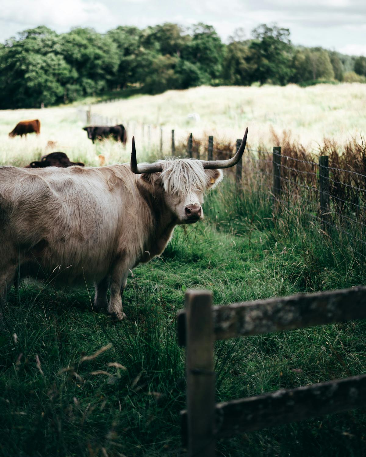 A herd of Highland cattle grazing in a scenic Scottish field