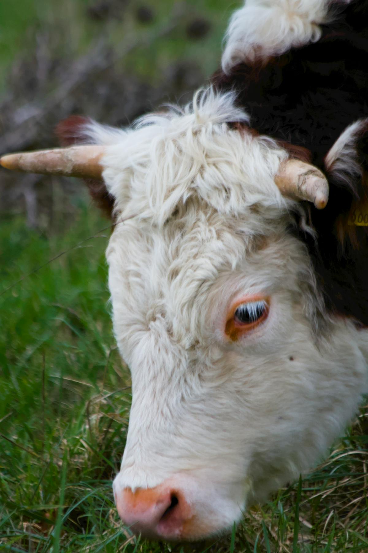 A Highland cow with its signature shaggy coat and long horns