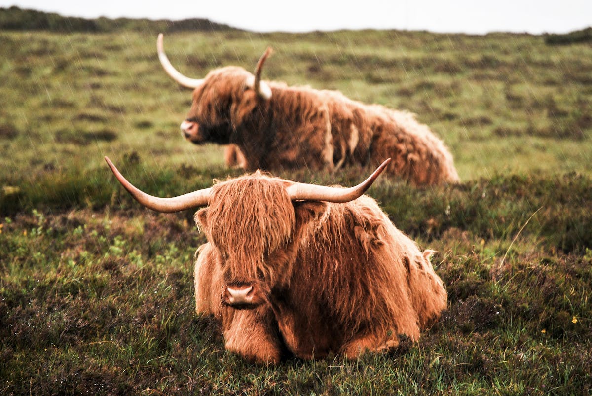 Two Highland cattle with long curved horns resting in a lush green field in Scotland