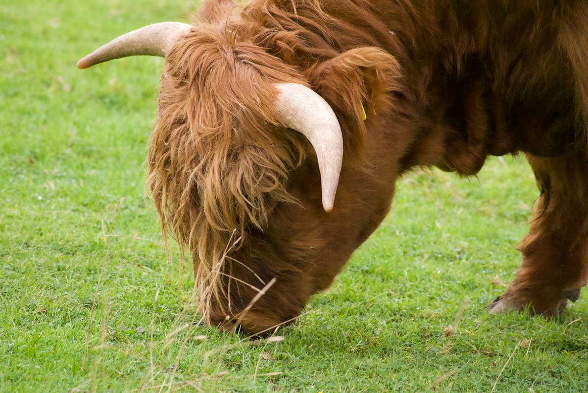 Close-up of a Highland cow with its distinctive shaggy hair grazing in a field in Alloway Scotland