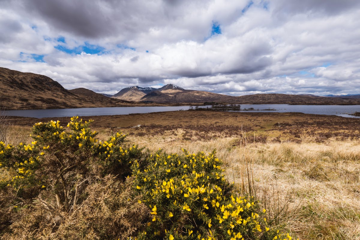 A tranquil loch in the Scottish Highlands surrounded by blooming yellow gorse bushes under a dramatic sky with mountains in the distance