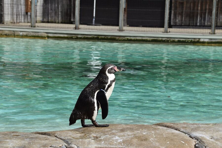 Small penguin standing on a rock next to its pool at a zoo exhibit