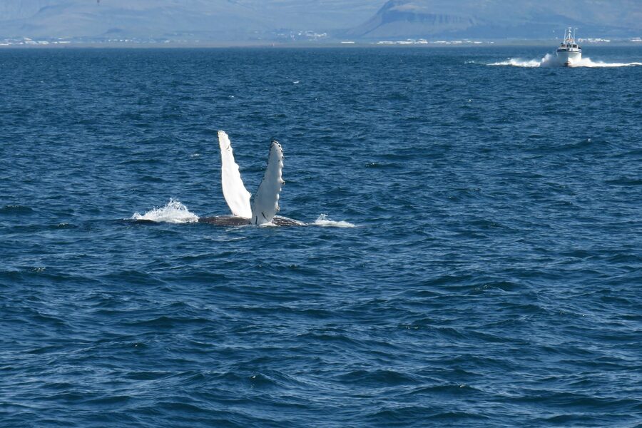 Humpback whale flippers seen near Reykjavik's coast, showcasing marine wildlife.