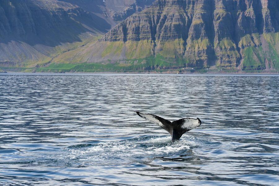Humpback whale tail surfacing in scenic fjord waters, surrounded by stunning cliffs. Nature's serene