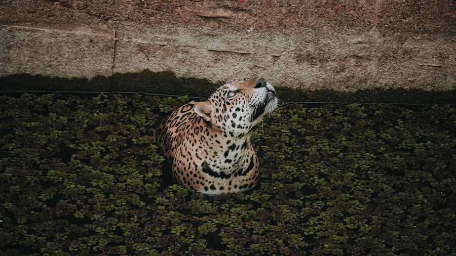 Jaguar wading through water in a lush tropical environment