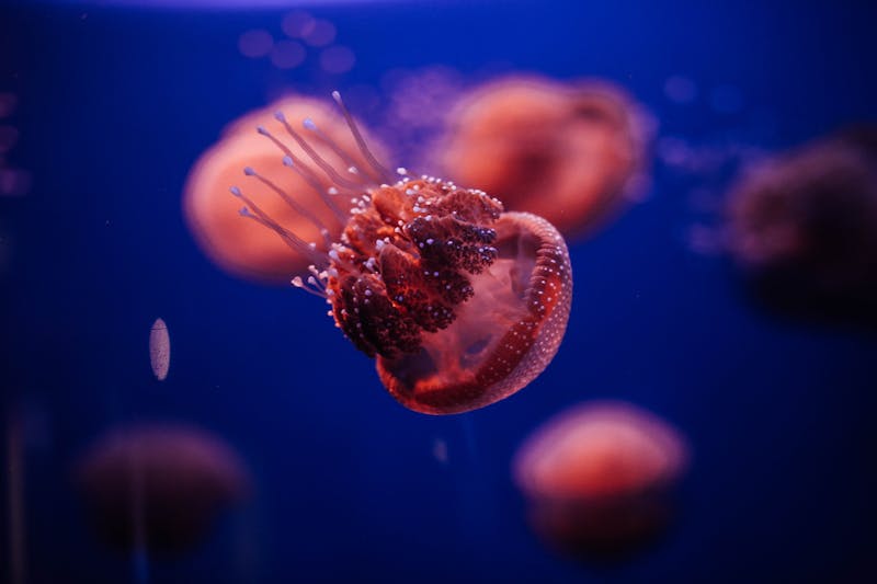 Translucent jellyfish gliding through blue-lit water in an aquarium display