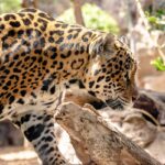 Jaguar walking through sunlit natural habitat at a wildlife park