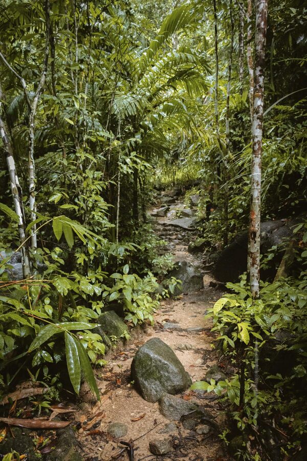 Narrow path winding through thick green tropical vegetation