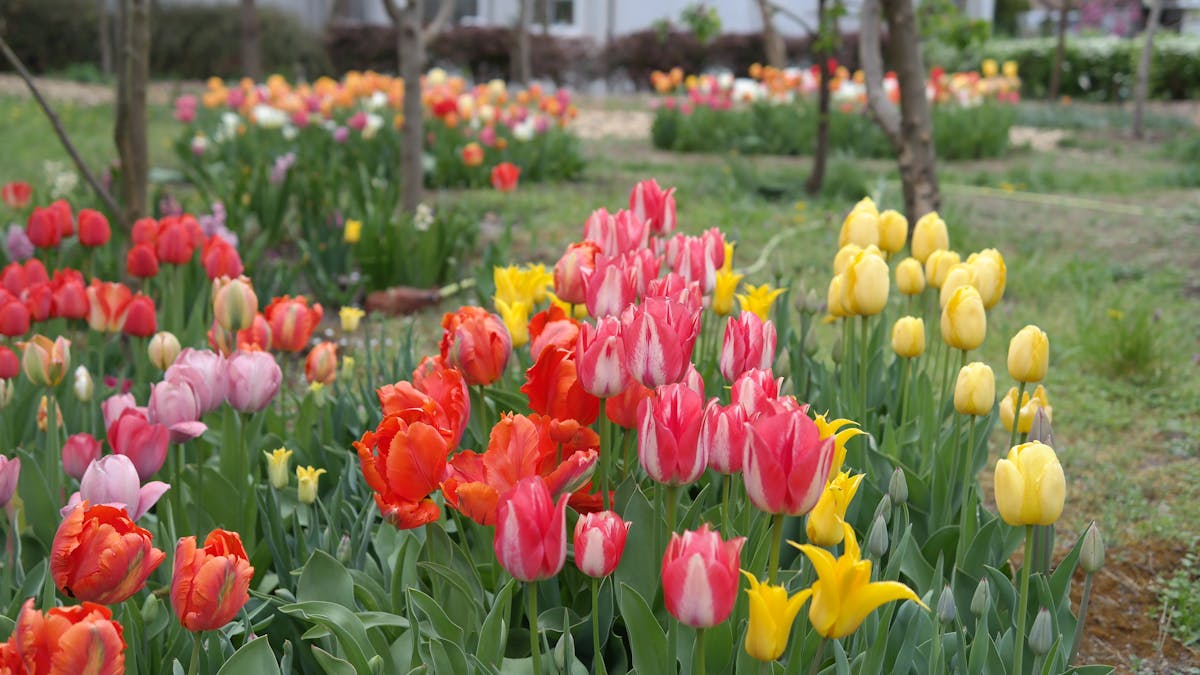 Beautiful spring tulip garden with red, yellow, and pink tulips in full bloom