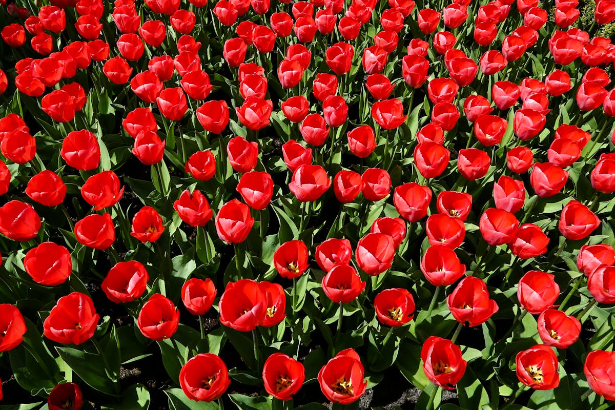 Close-up of vivid red tulips in bloom at Keukenhof gardens in Lisse Netherlands