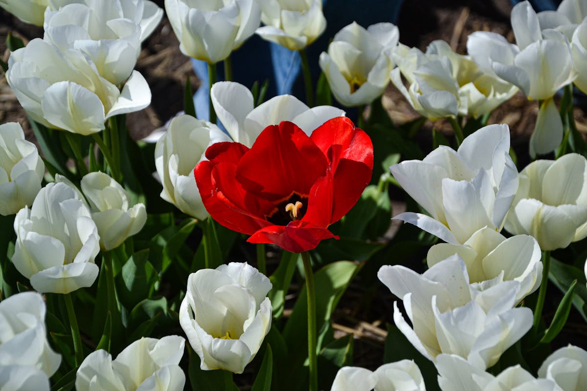 A striking red tulip contrasts with white tulips in a sunny garden in Lisse Netherlands