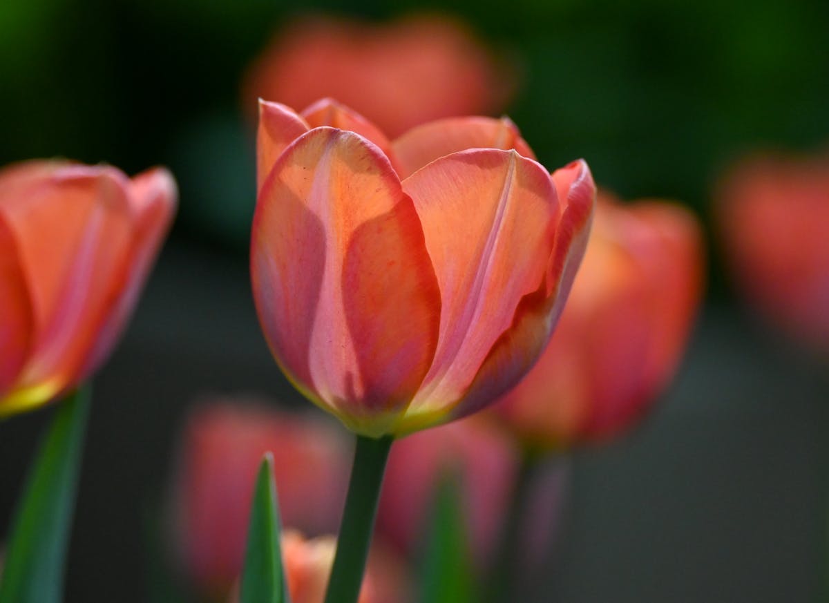 Close-up of pink tulips showing delicate petals at Lisse garden