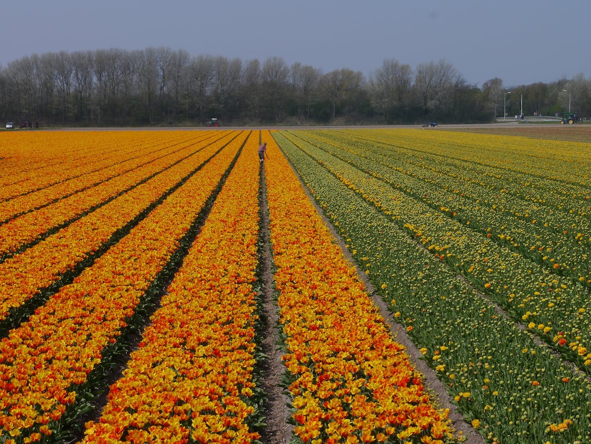 Wide view of colorful tulip fields stretching to the horizon in Zuid-Holland Netherlands