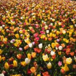 Rows of colorful tulips in bloom at Keukenhof gardens in the Netherlands