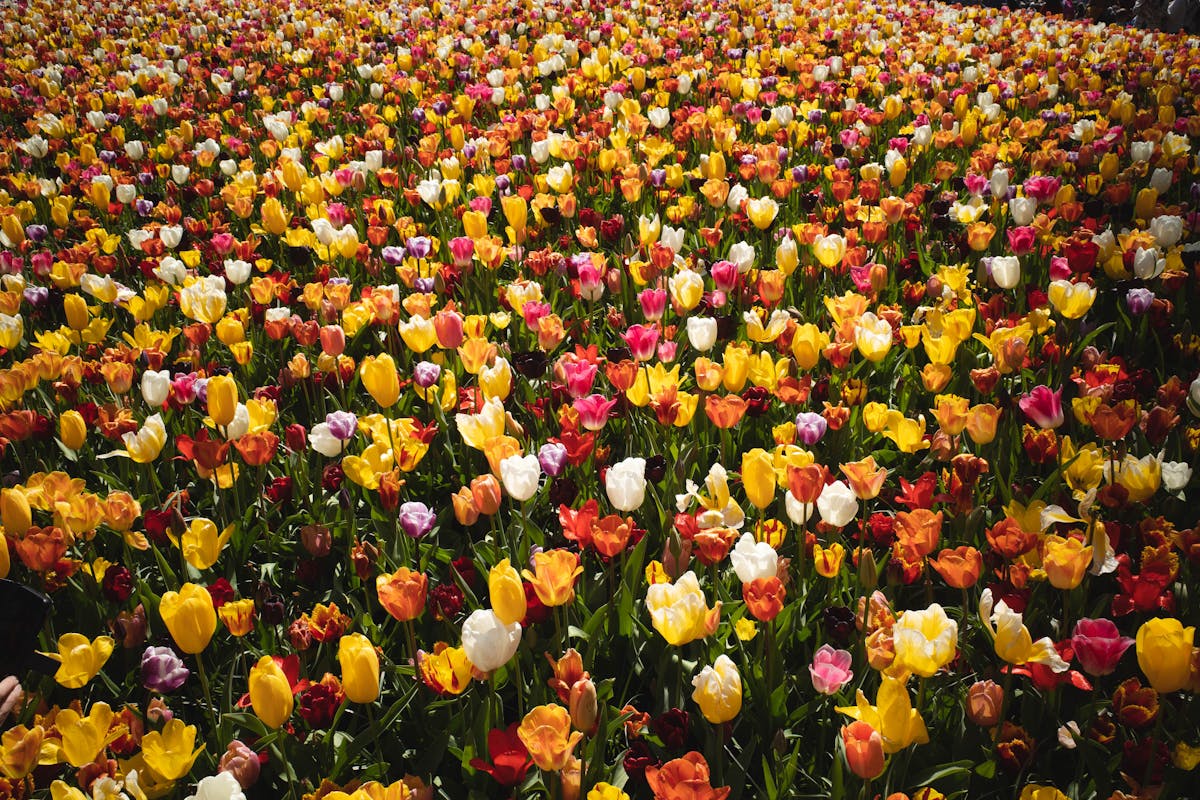 Rows of colorful tulips in bloom at Keukenhof gardens in the Netherlands