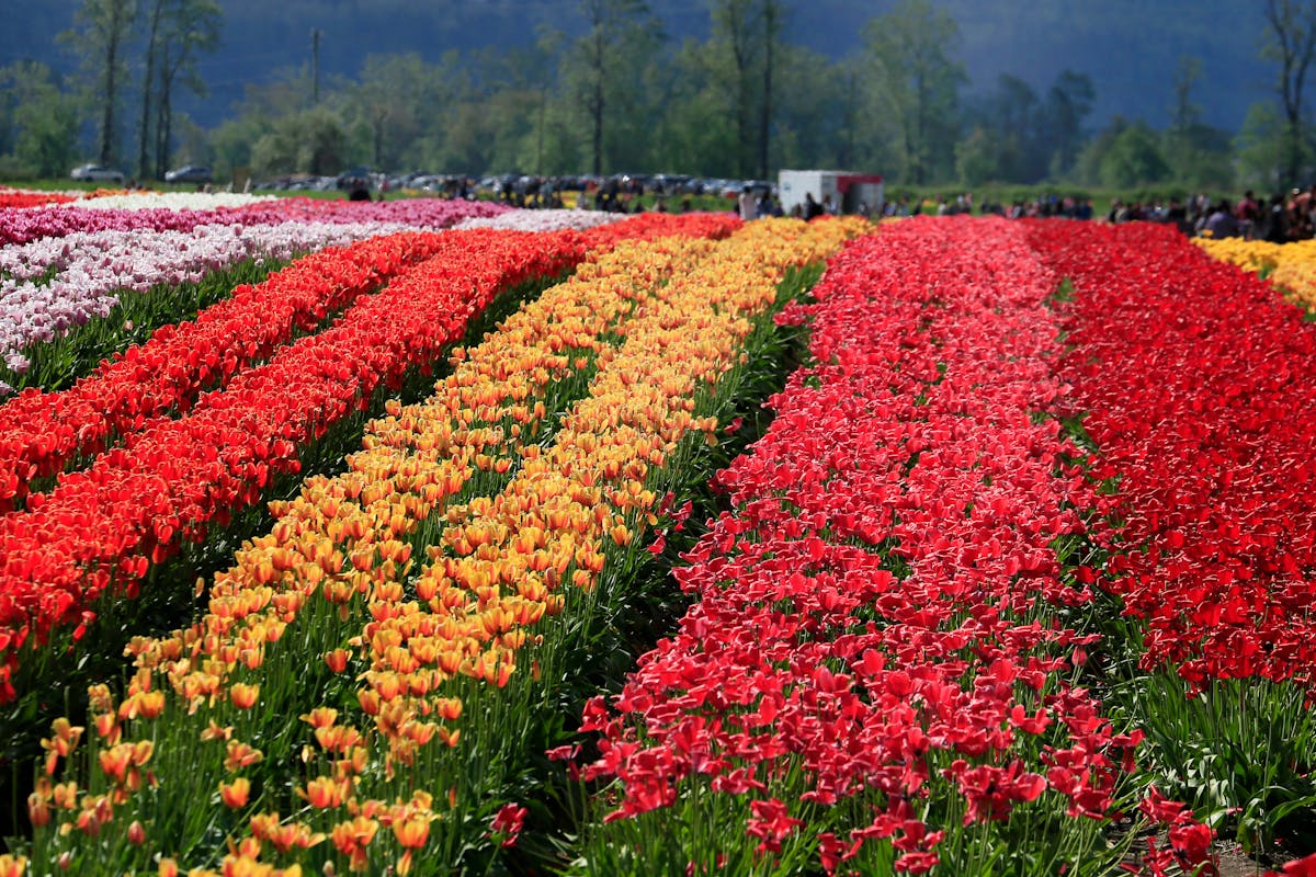 Vivid red, orange, and pink tulips in rows in a Dutch tulip field