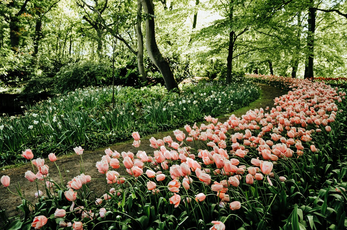 Colorful tulip-lined pathway through Keukenhof gardens in Lisse