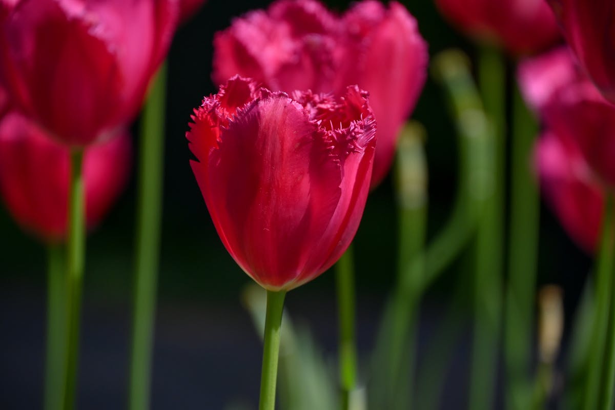 Close-up of vibrant pink tulips in full bloom at Lisse Netherlands