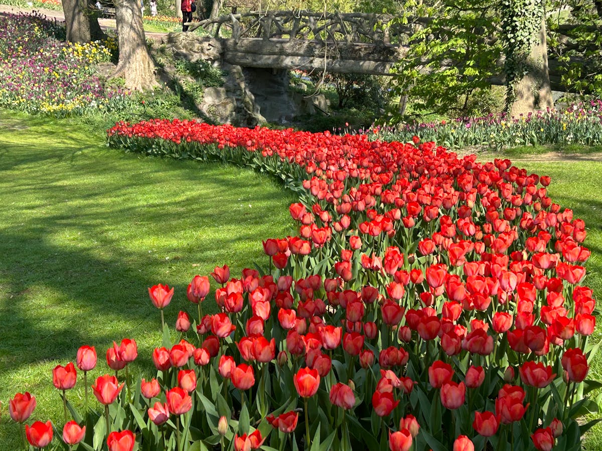 Bright red tulips blooming in a sunny spring garden in Lisse Netherlands