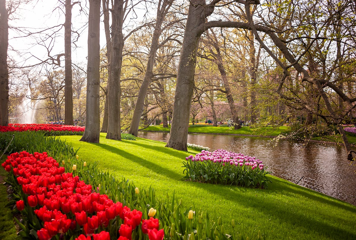 Red and purple tulips growing beside a tranquil river in the Netherlands