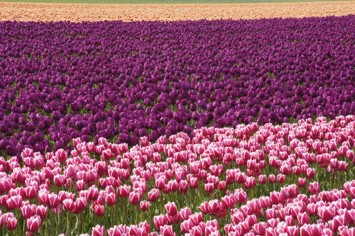 Neat rows of multicolored tulips growing in a Dutch field