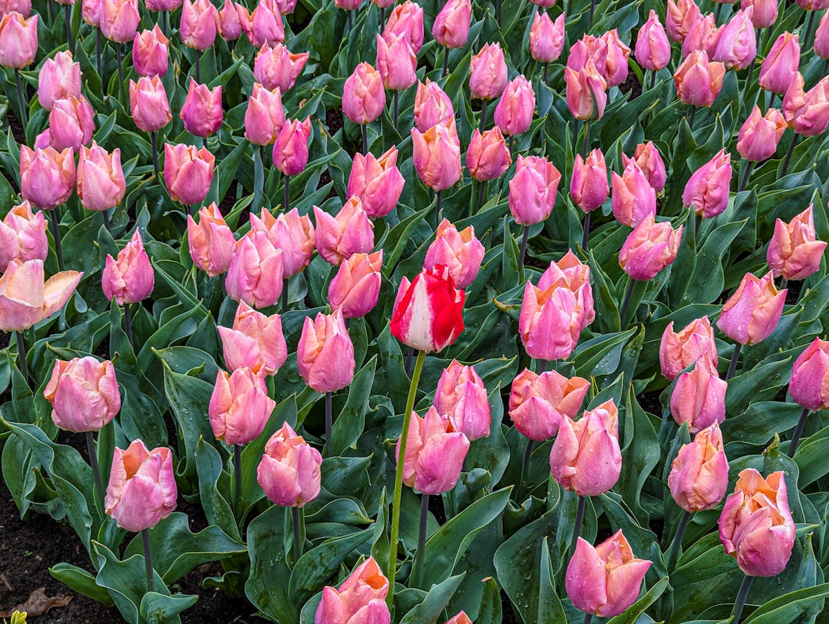 A single red tulip standing out among pink tulips in a field in Lisse Netherlands