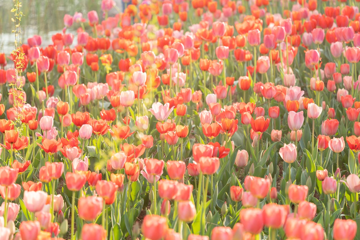 Colorful tulip field with pink and red flowers bathed in spring sunlight