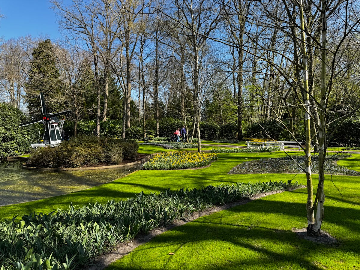 Formal garden with flower beds and a miniature windmill at Keukenhof in springtime