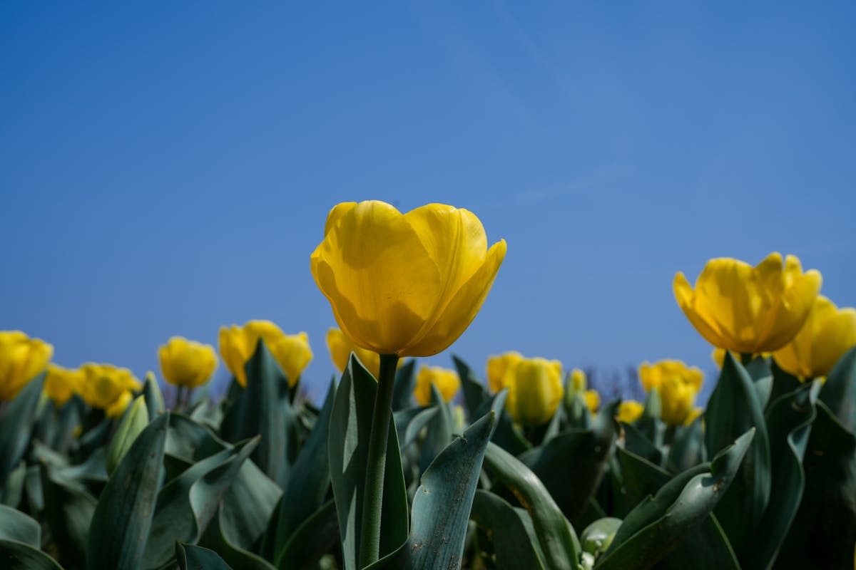 A field of bright yellow tulips under a clear blue sky during a sunny day
