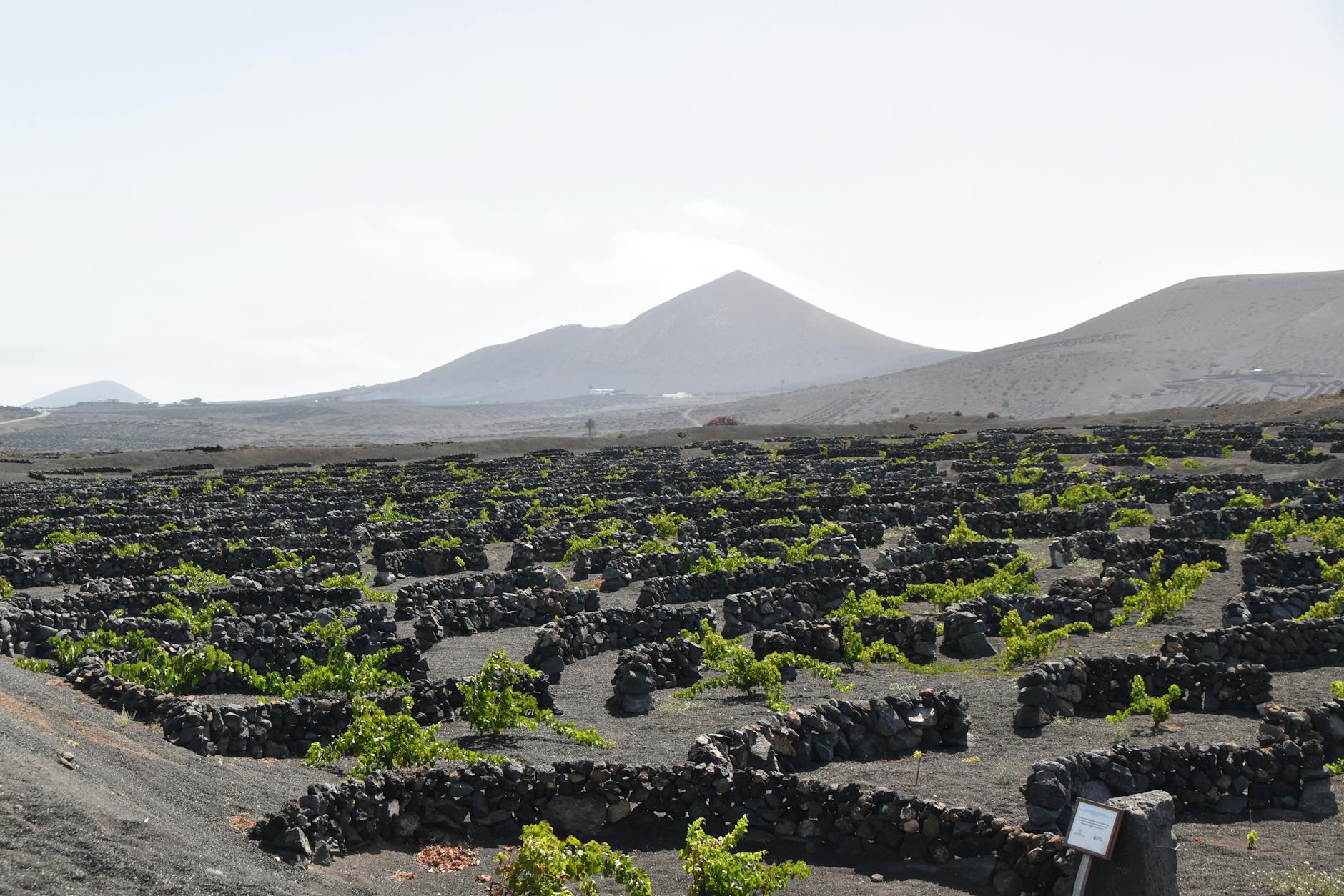 La Geria wine region with volcanic vineyards in Lanzarote
