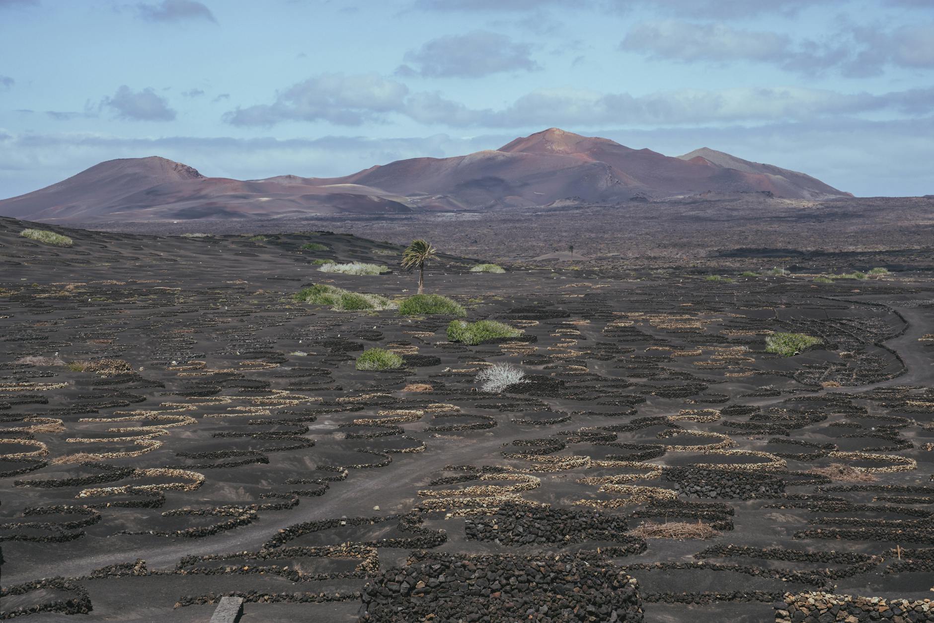Vineyard growing in volcanic soil in Lanzarote
