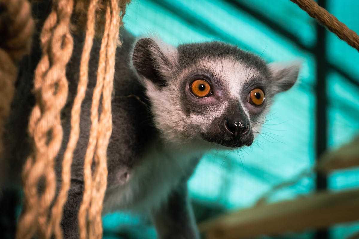 Ring-tailed lemur with wide eyes looking directly at camera in a zoo