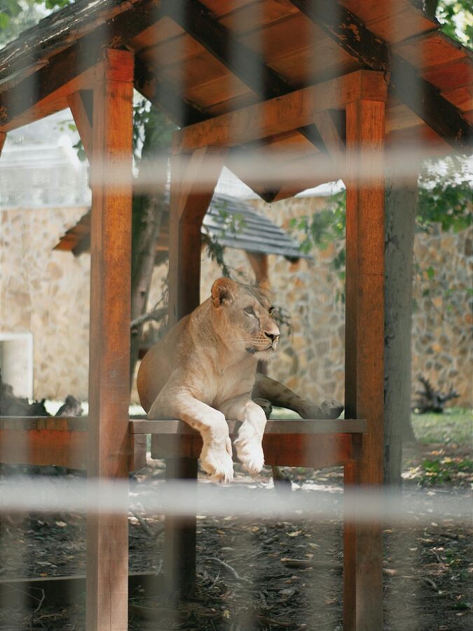 Female lion lying relaxed inside a wooden shelter at a zoo