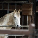 White Lipizzan horse in a rustic stable
