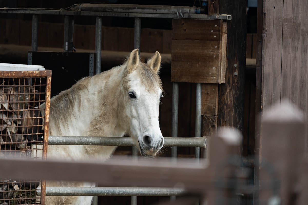 White Lipizzan horse in a rustic stable