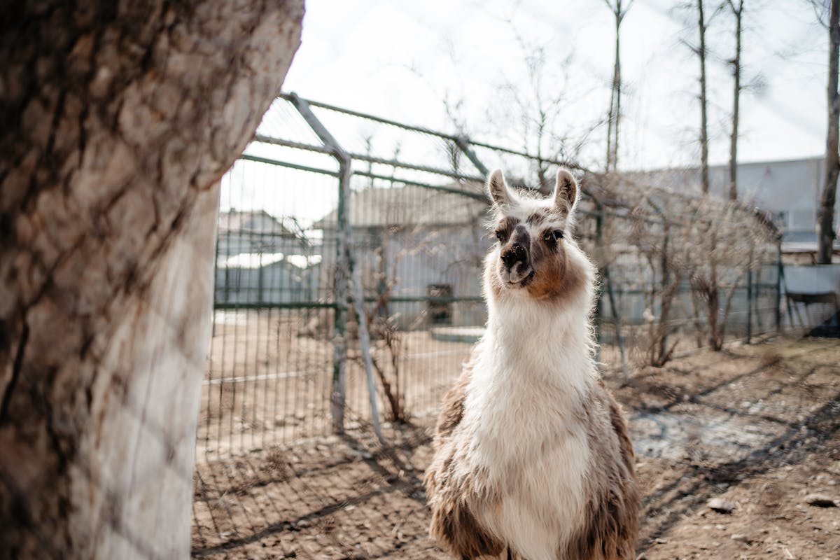 Llama in a zoo enclosure on a sunny day