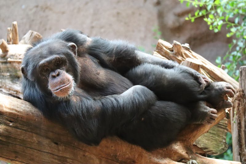 Chimpanzee lounging on a log at Loro Parque Puerto de la Cruz