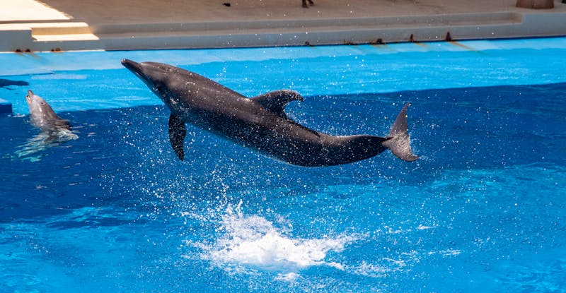 Dolphin leaping midair in clear blue aquarium setting