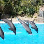 Four dolphins leaping in sync during a show at Loro Parque Tenerife