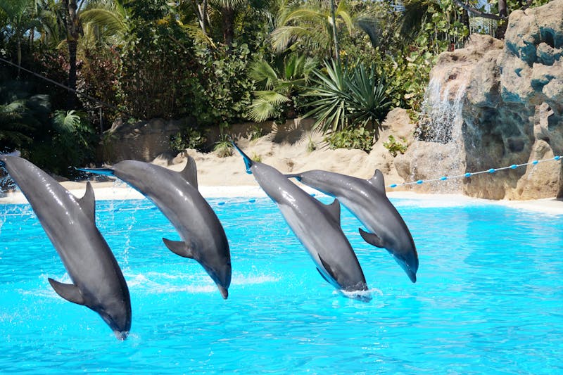 Four dolphins leaping in sync during a show at Loro Parque Tenerife