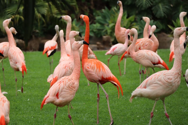 Pink flamingos standing on green grass at Loro Parque Canary Islands Spain
