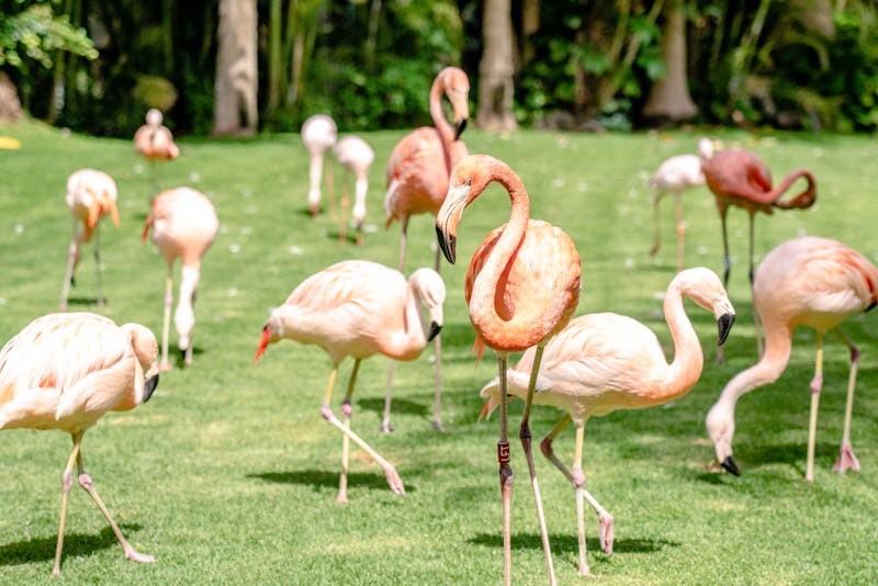 Flock of flamingos basking in the sun at a lush park in Puerto de la Cruz Spain