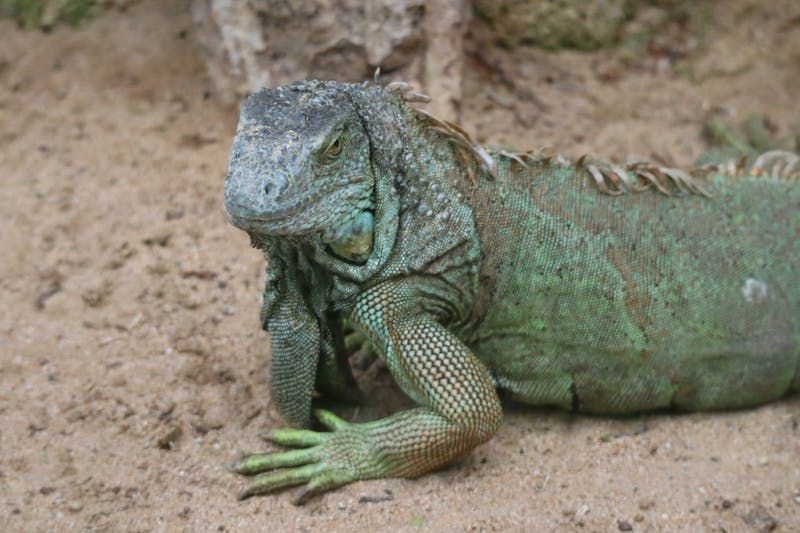 Green iguana relaxing on sand at Loro Parque zoo in Puerto de la Cruz
